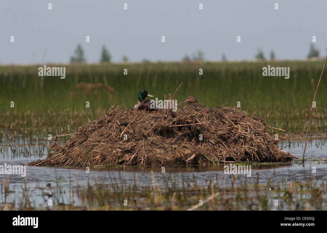 mallard duck on muskrat lodge Magee marsh ottawa wildlife refuge ohio ...