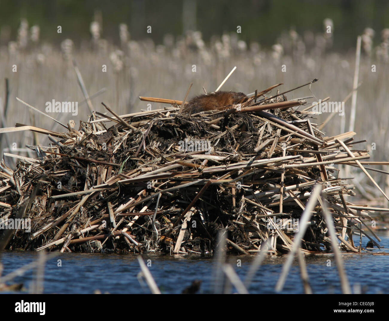 muskrat on lodge marsh pond ohio muskrats Stock Photo - Alamy