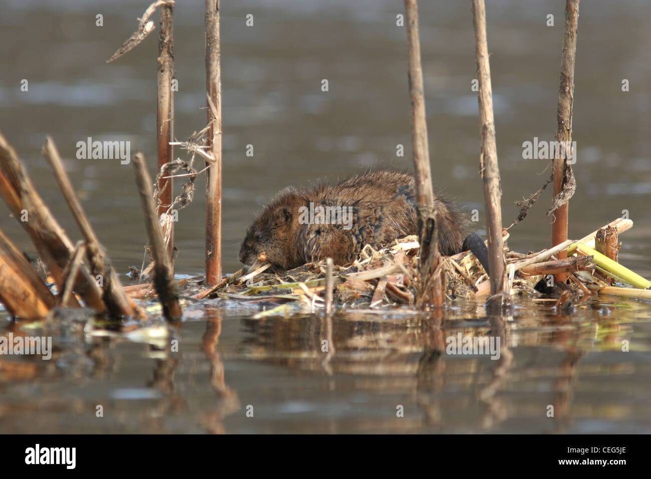 Muskrat muskrats hi-res stock photography and images - Alamy