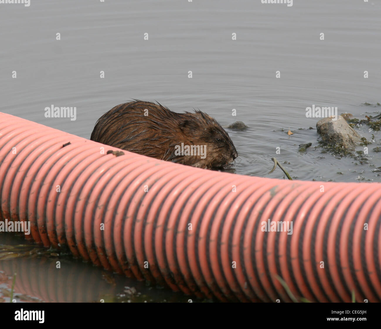 muskrat drainage pipe ohio Stock Photo - Alamy