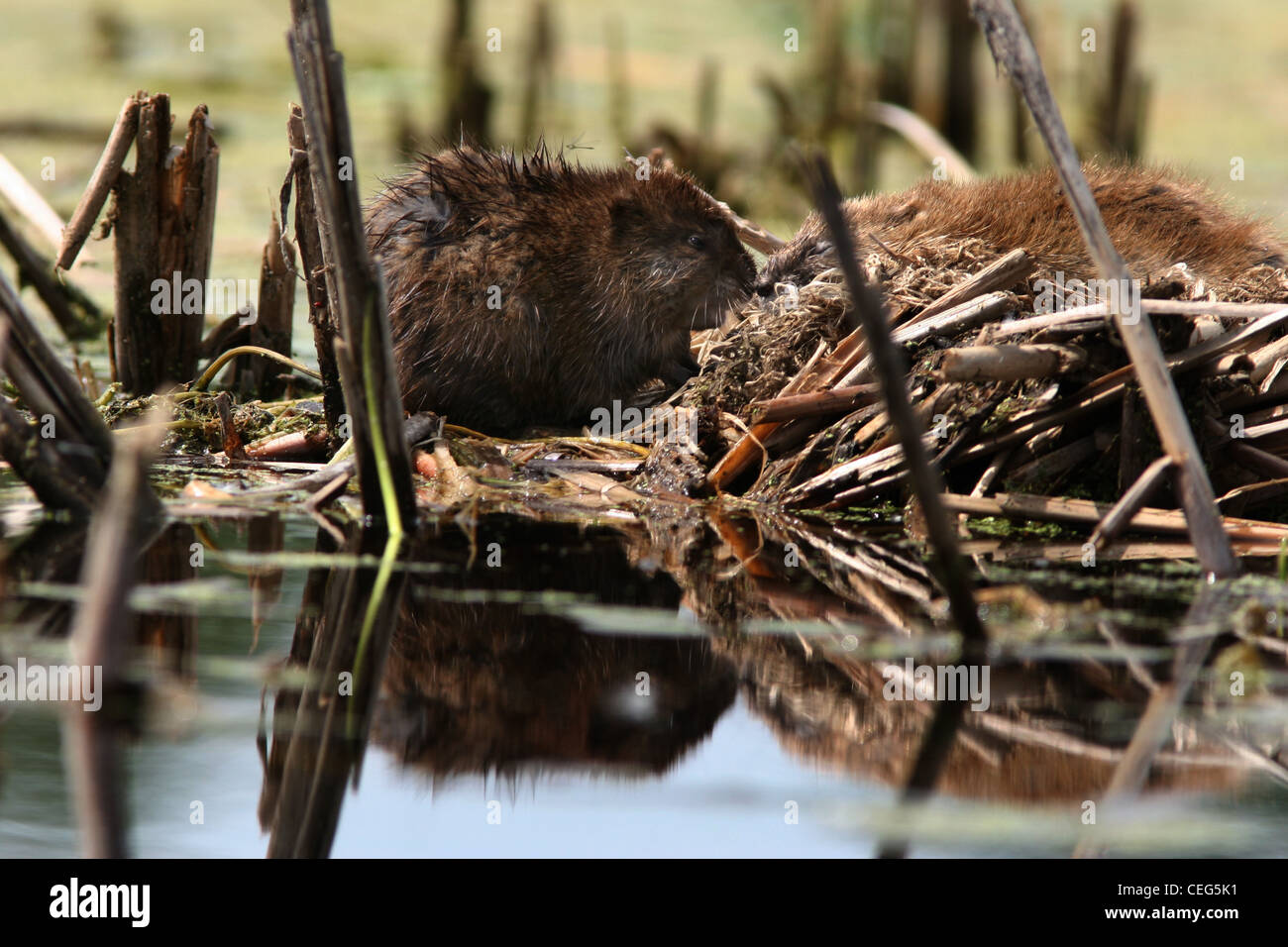 Muskrat Lodge Stock Photos & Muskrat Lodge Stock Images - Alamy