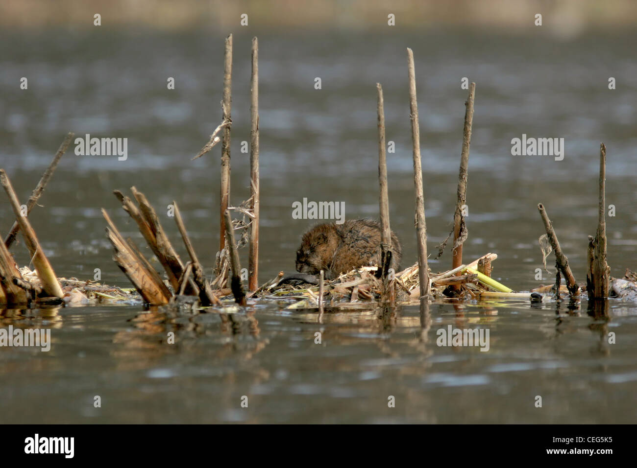 muskrat on lodge marsh pond ohio muskrats Stock Photo - Alamy