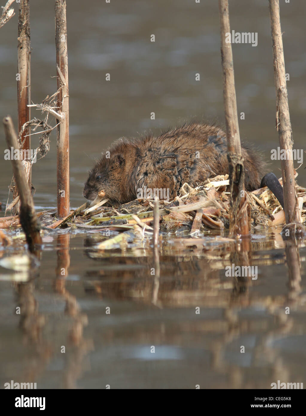 Muskrat lodge hi-res stock photography and images - Alamy