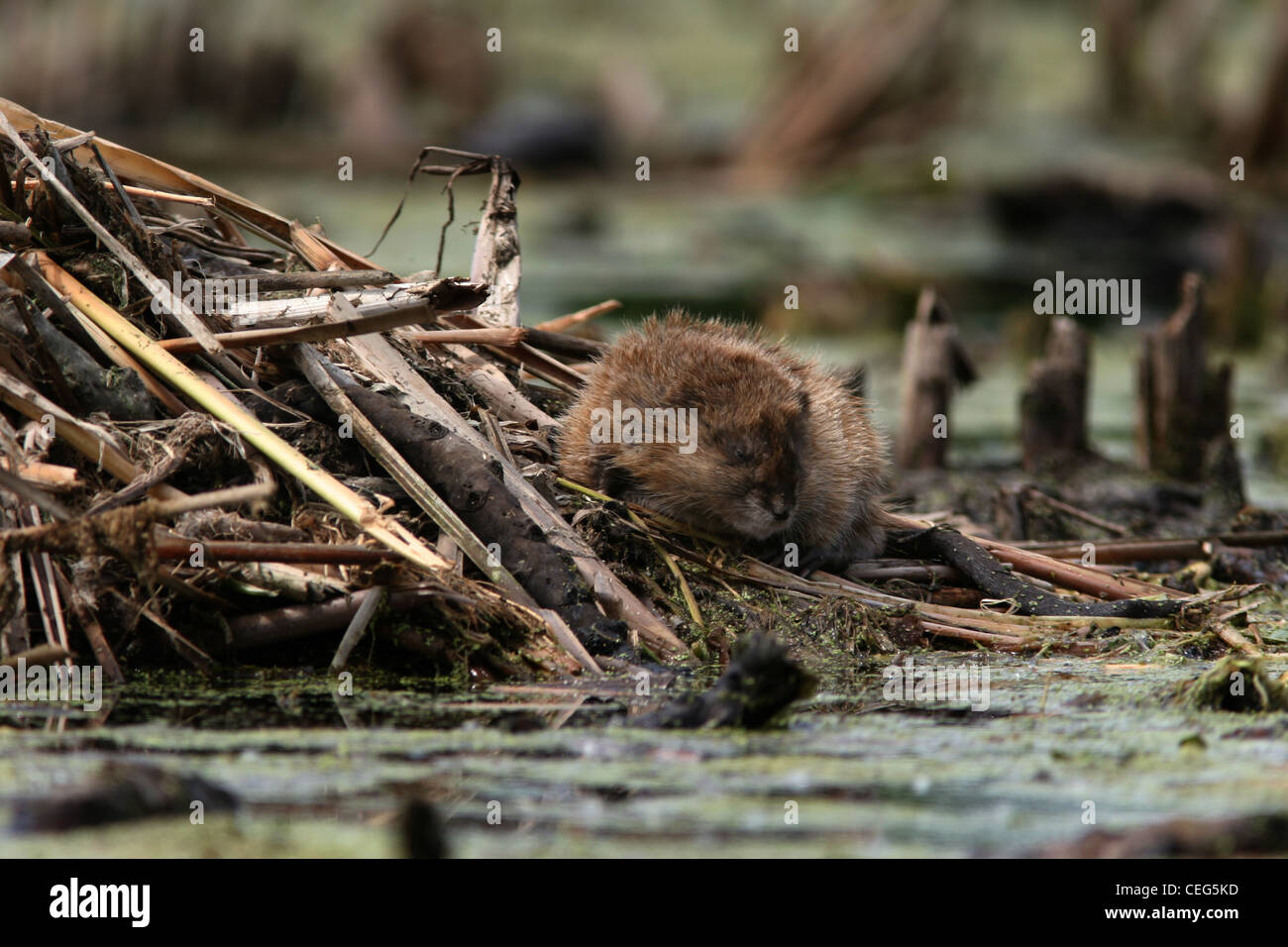 Muskrat lodge hi-res stock photography and images - Alamy