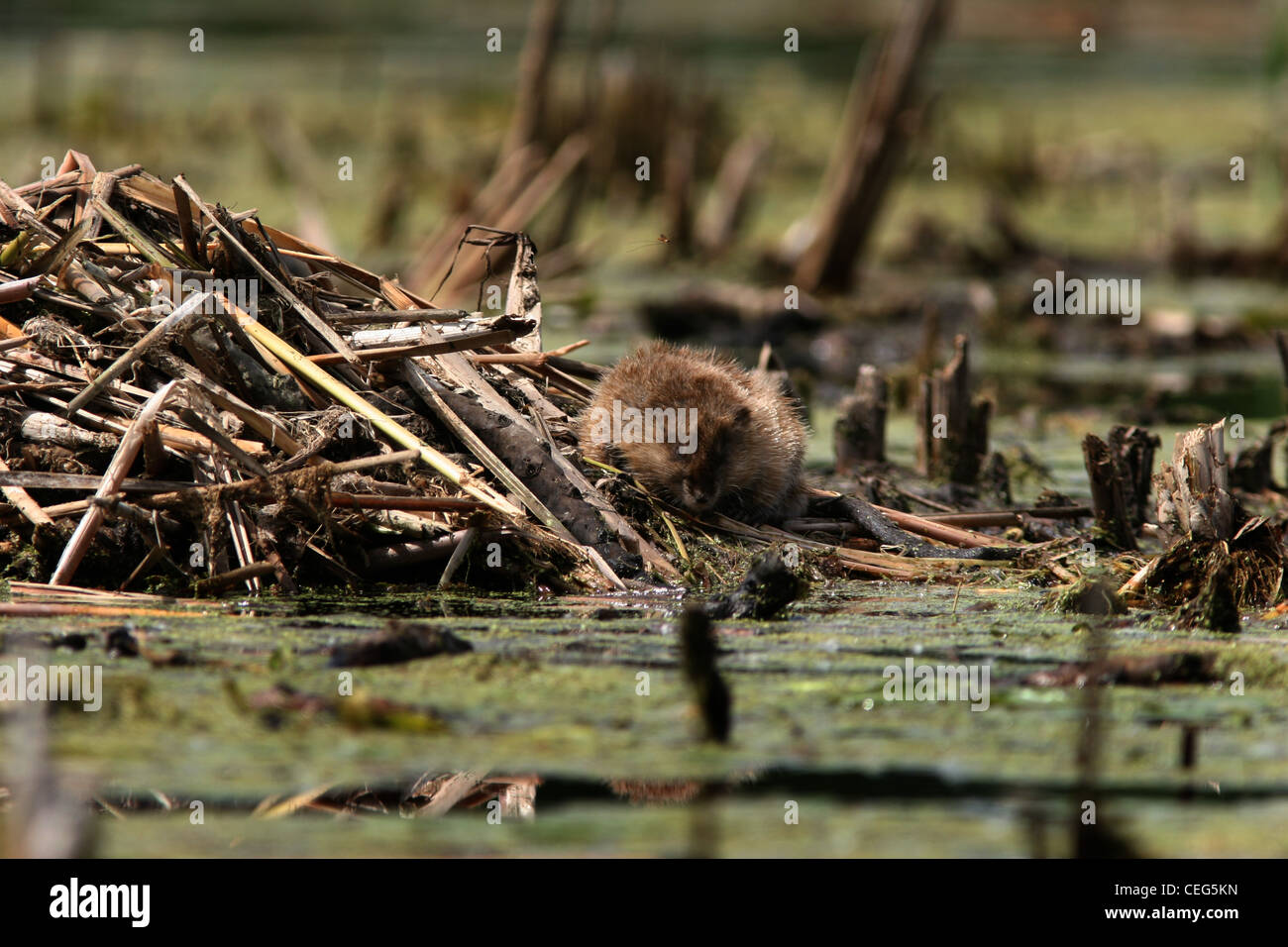 Muskrat muskrats hi-res stock photography and images - Alamy