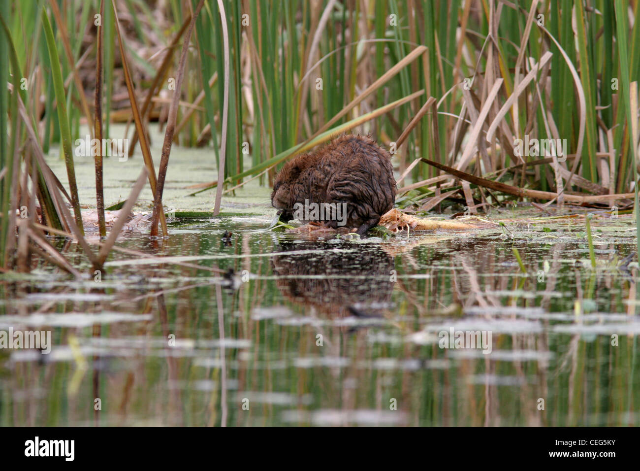 Muskrat Lodge Stock Photos & Muskrat Lodge Stock Images - Alamy