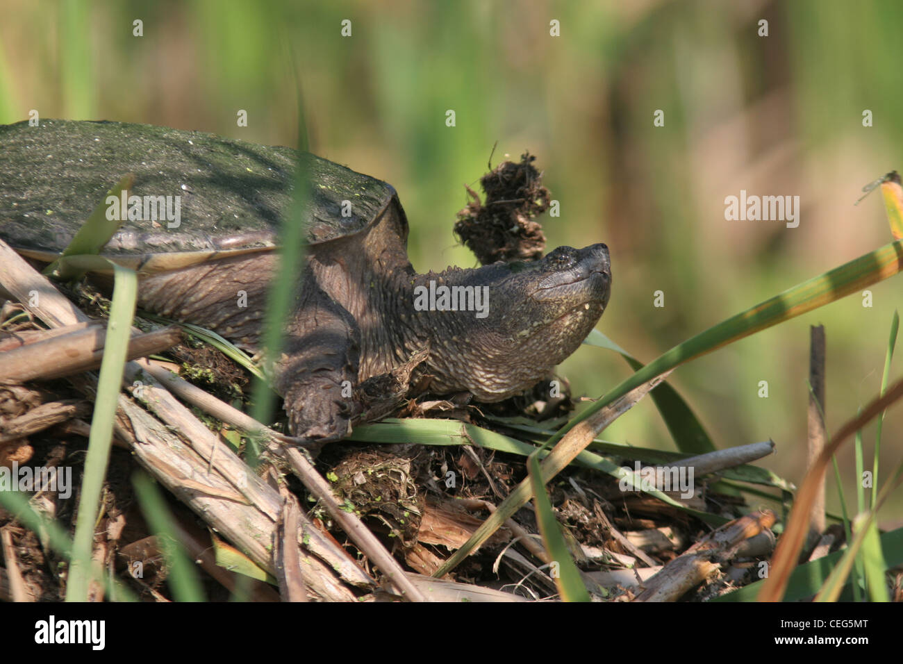 snapping turtle on muskrat lodge marsh ohio sunning Stock Photo - Alamy