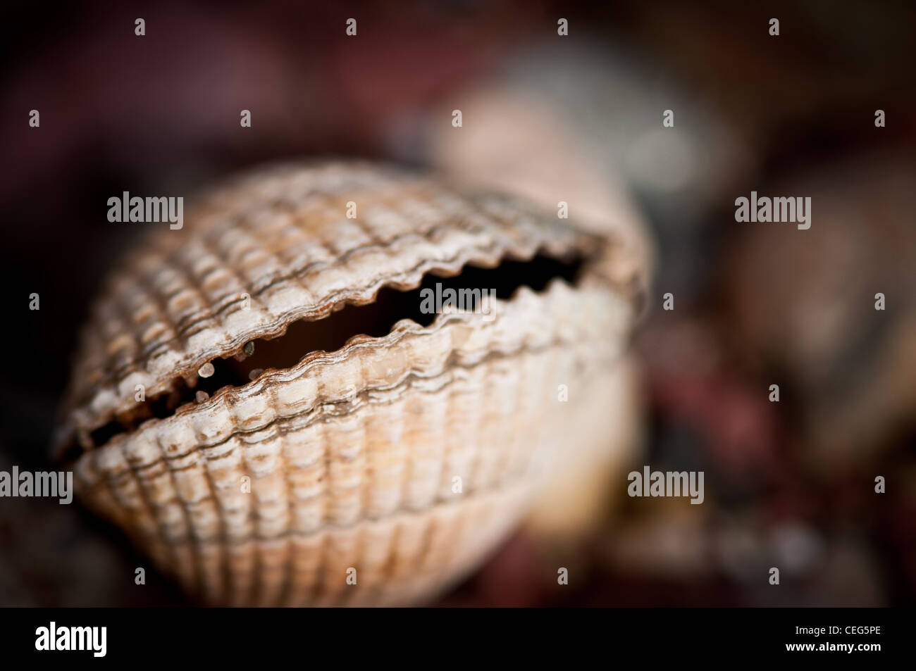 Close up views of the coast Stock Photo - Alamy