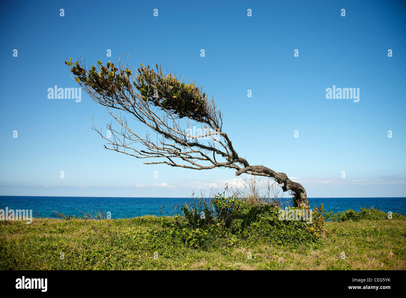 Windswept tree hi-res stock photography and images - Alamy