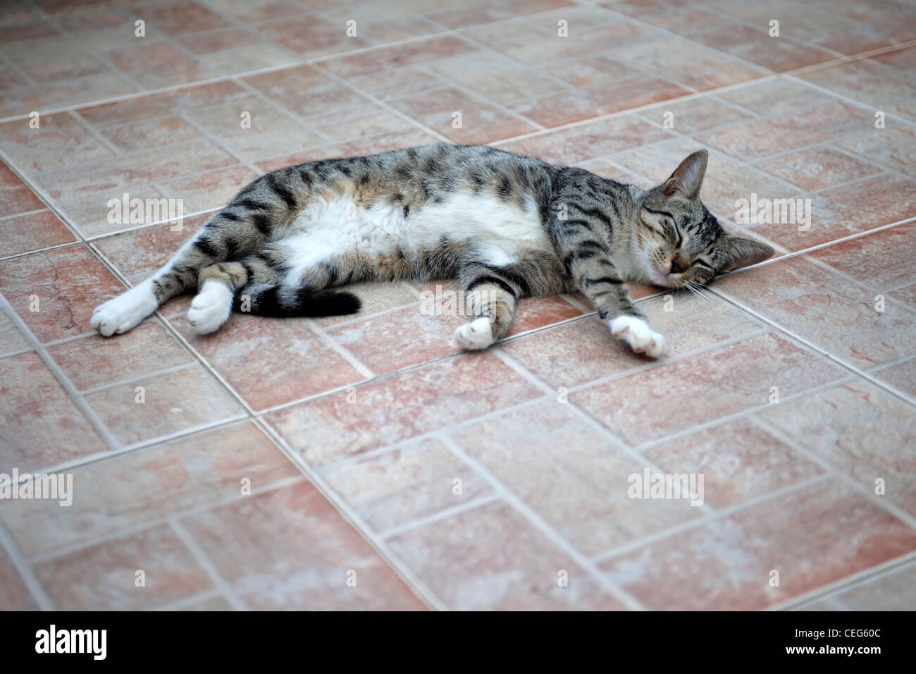 cat sleeping on a patio Stock Photo - Alamy