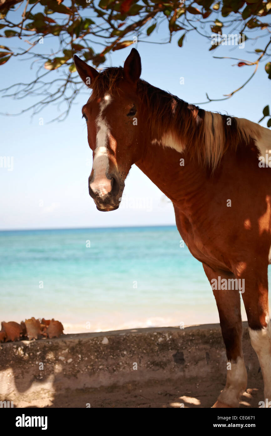 Horse near the ocean on a Caribbean beach Stock Photo - Alamy