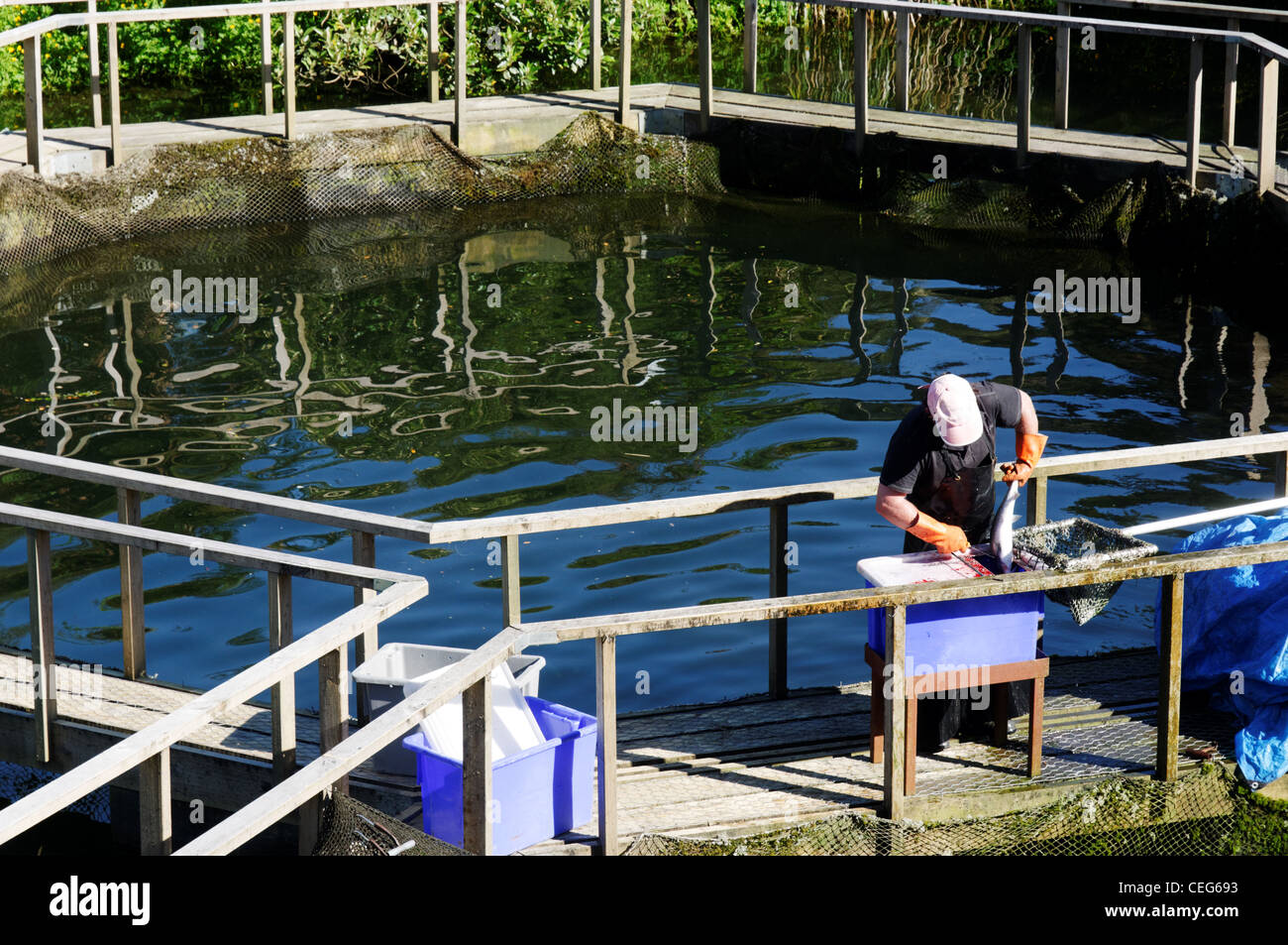 Farmed salmon hi-res stock photography and images - Alamy