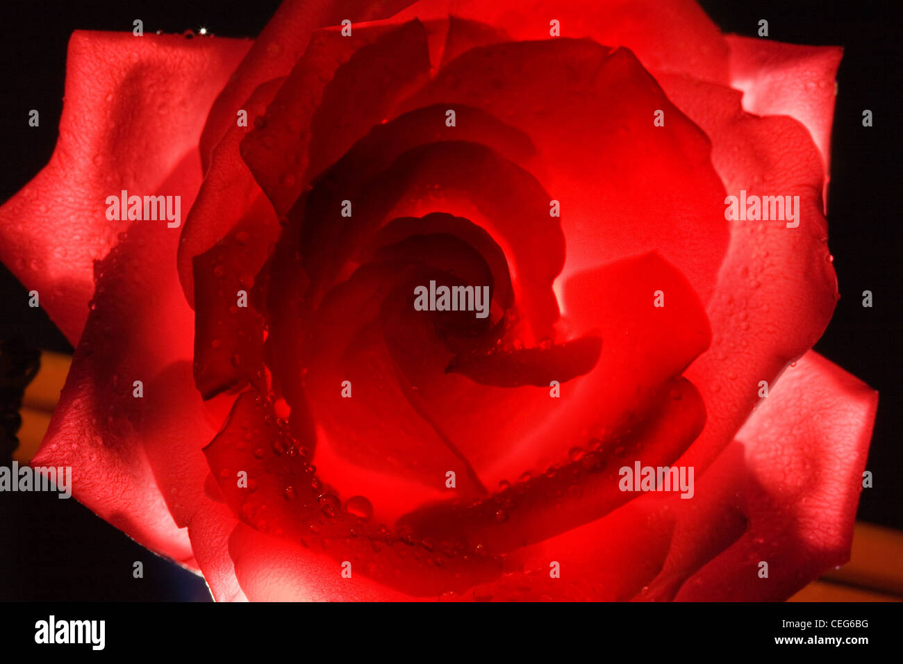 LIght backlit rose Stock Photo - Alamy