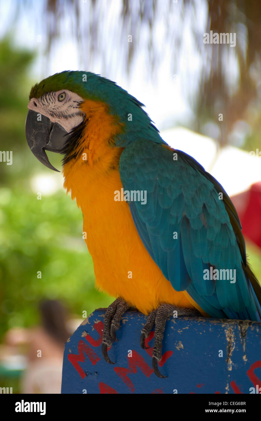 parrot sitting on perch Stock Photo - Alamy