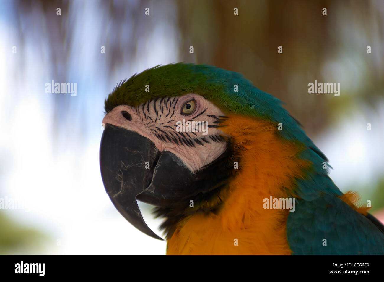 Parrots head hi-res stock photography and images - Alamy