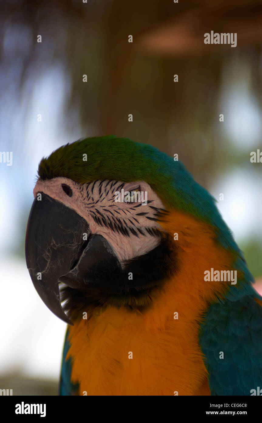 close-up shot of parrot's head Stock Photo - Alamy