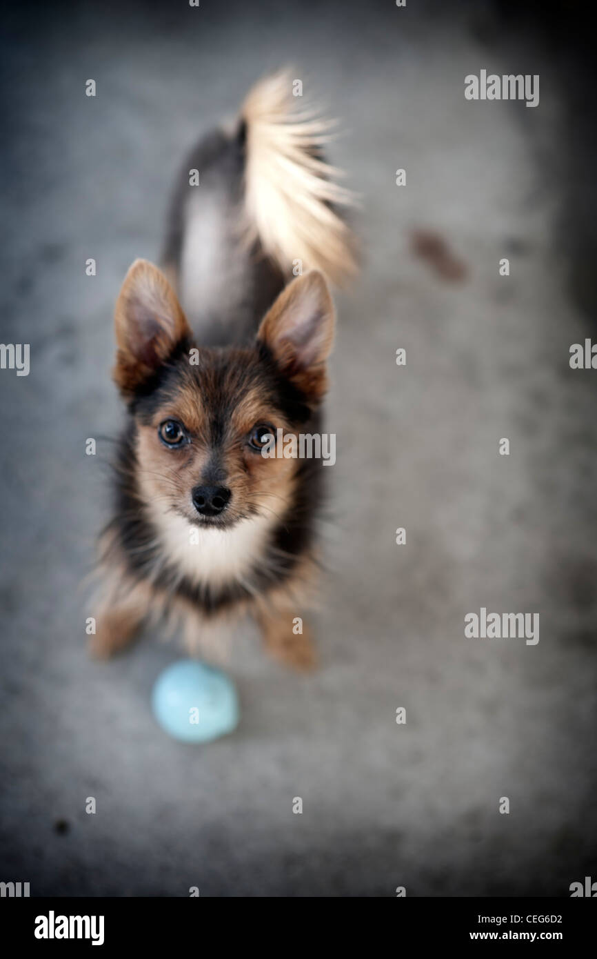 small dog looking up with blue ball Stock Photo - Alamy