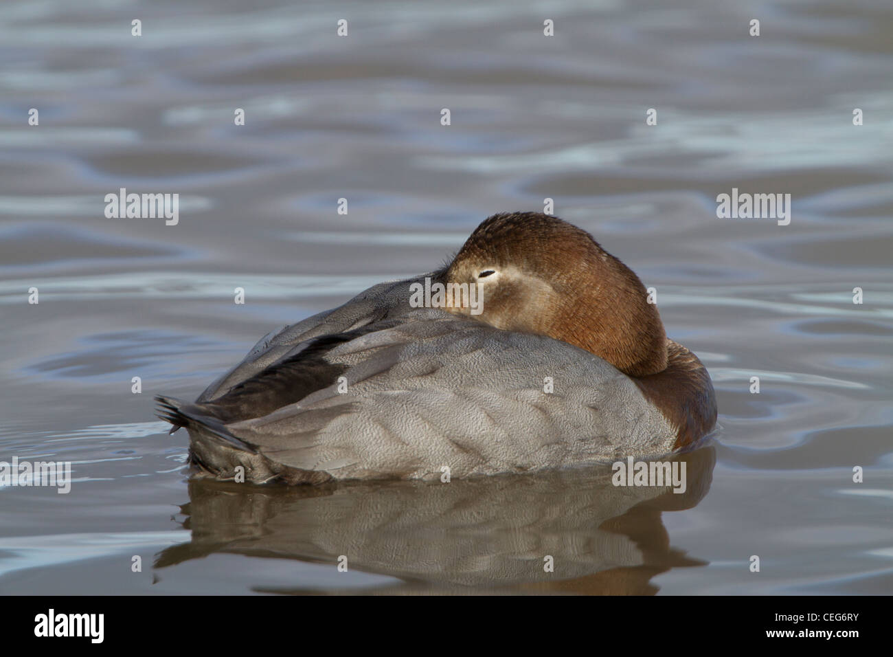 Common Pochard (Aythya ferina), adult female, sleeping on water ...