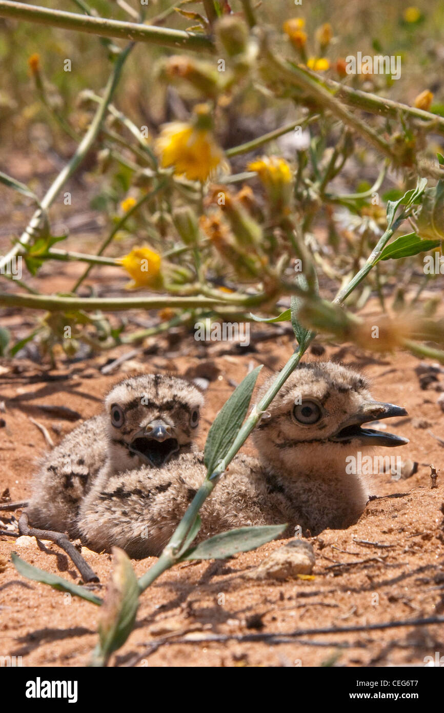 Curlew chick close up hi-res stock photography and images - Alamy