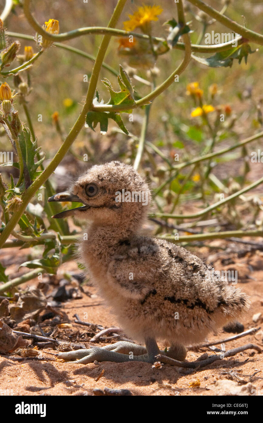 Curlew chick close up hi-res stock photography and images - Alamy