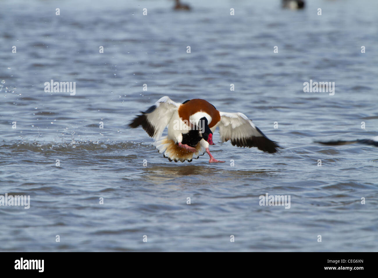 Aggressive duck hi-res stock photography and images - Alamy