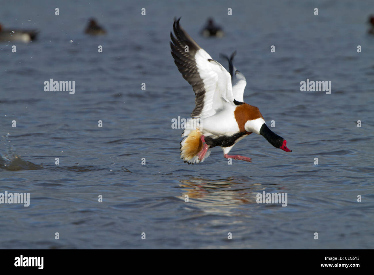 Aggressive duck hi-res stock photography and images - Alamy