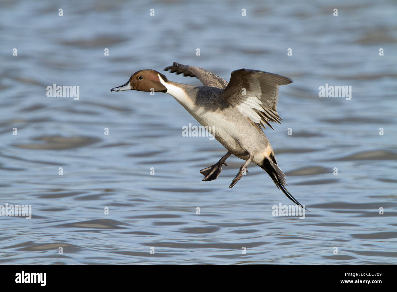 Pintail landing hi-res stock photography and images - Alamy