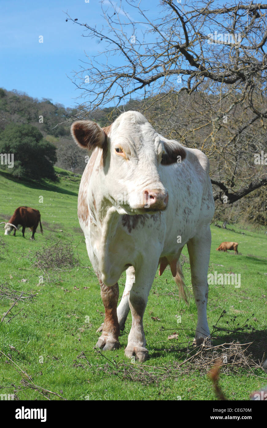 Female dairy cow in a hilly green pasture, with blue sky Stock Photo ...
