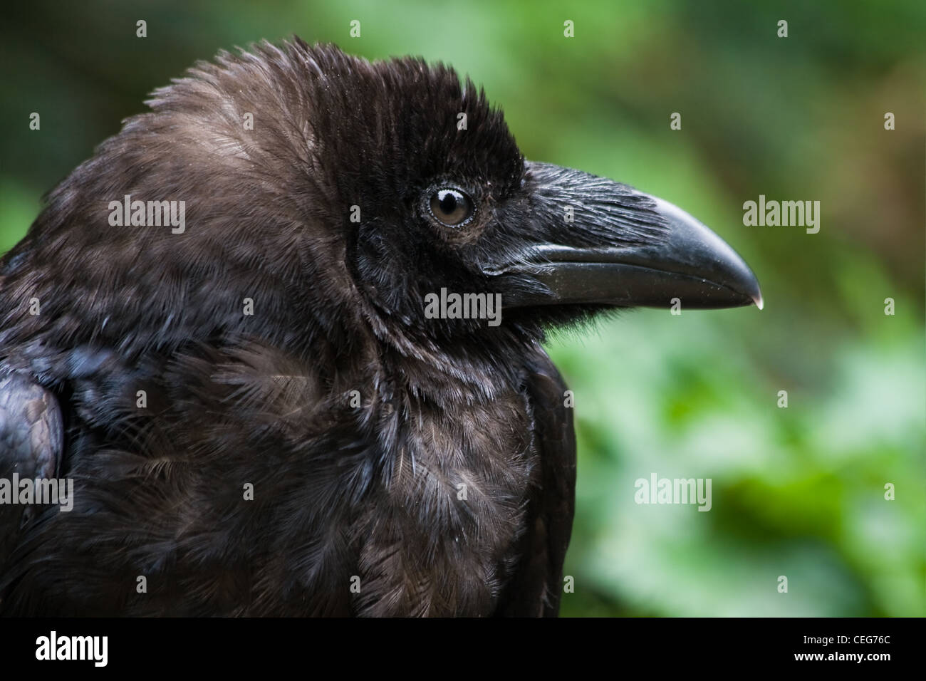 Raven symbol hi-res stock photography and images - Alamy