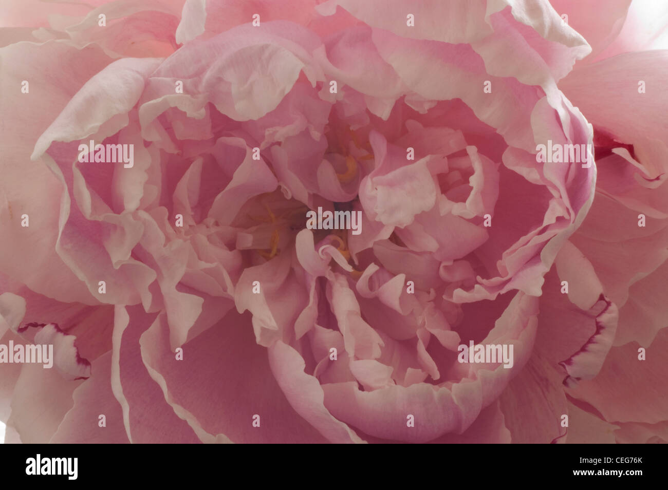 Peony rose hi-res stock photography and images - Alamy