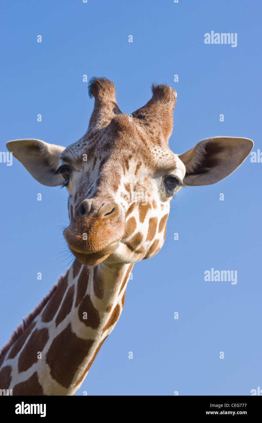 Funny animals funny giraffe hi-res stock photography and images - Alamy