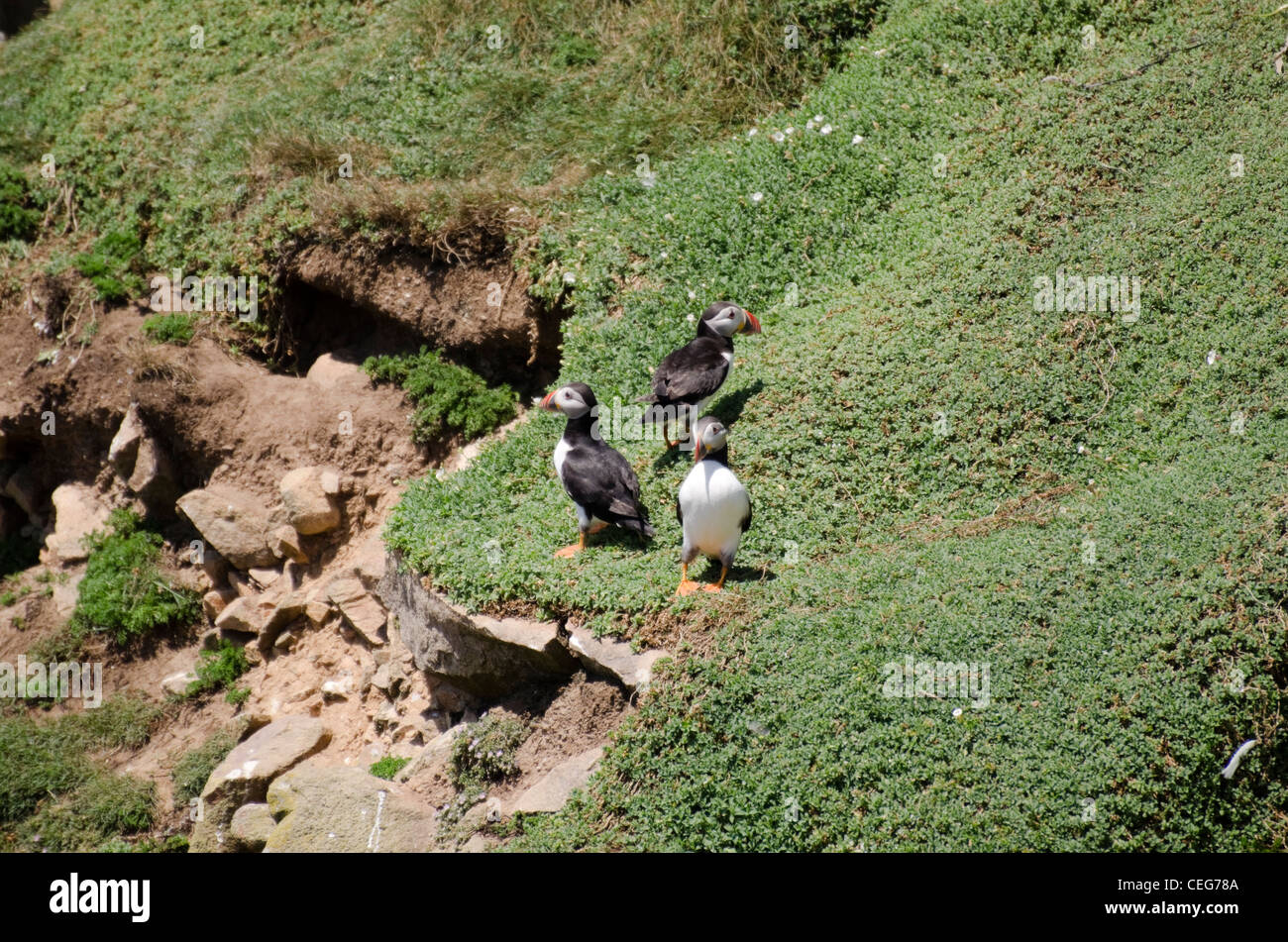 Puffins Standing High Resolution Stock Photography and Images - Alamy