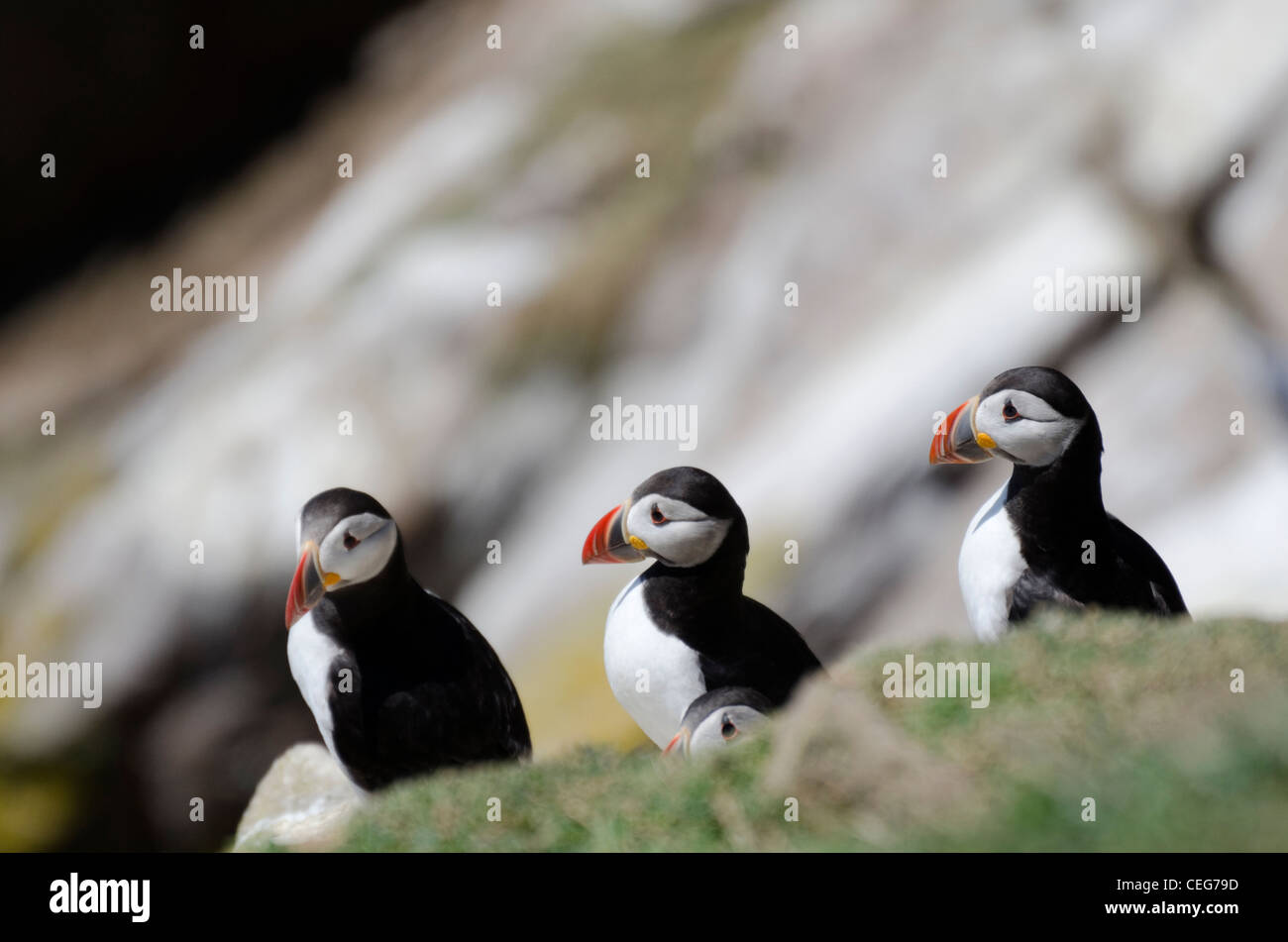 Row of puffins hi-res stock photography and images - Alamy