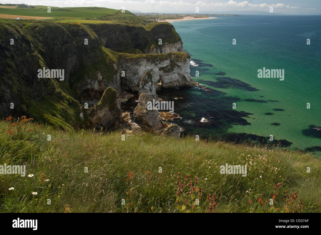 Coastal area with cliffs and summer flowers Stock Photo - Alamy