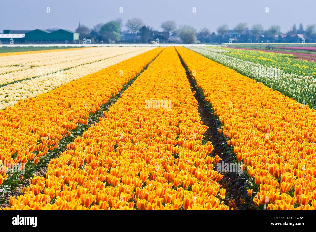 Fields in spring hi-res stock photography and images - Alamy