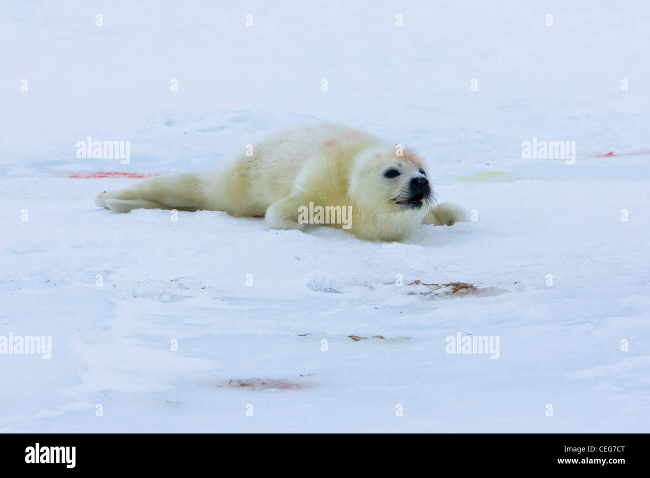 Newborn Harp Seal pup on ice, Iles de la Madeleine, Canada Stock Photo ...