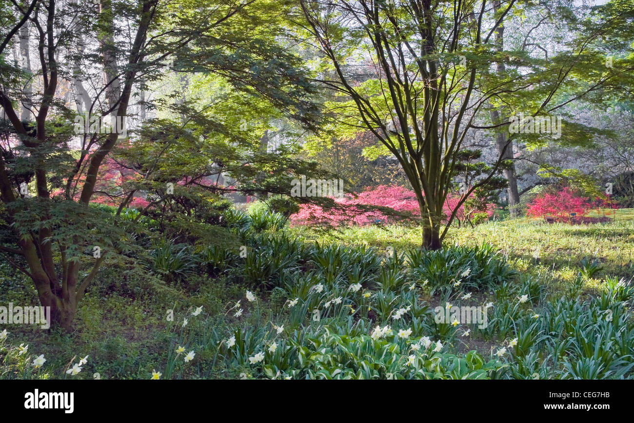 Japanese garden water trees hi-res stock photography and images - Alamy