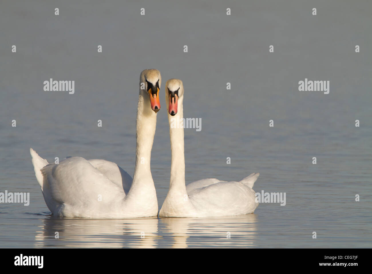 Courtship ritual hi-res stock photography and images - Alamy