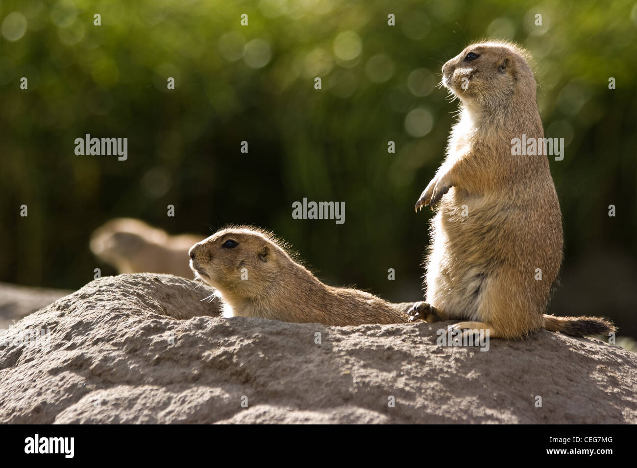 How Do Prairie Dogs See Underground