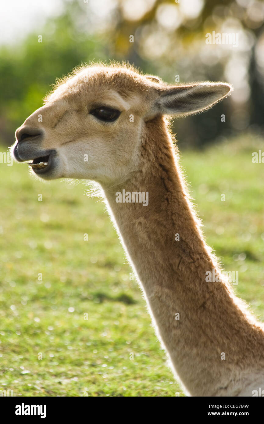 Camelids hi-res stock photography and images - Alamy