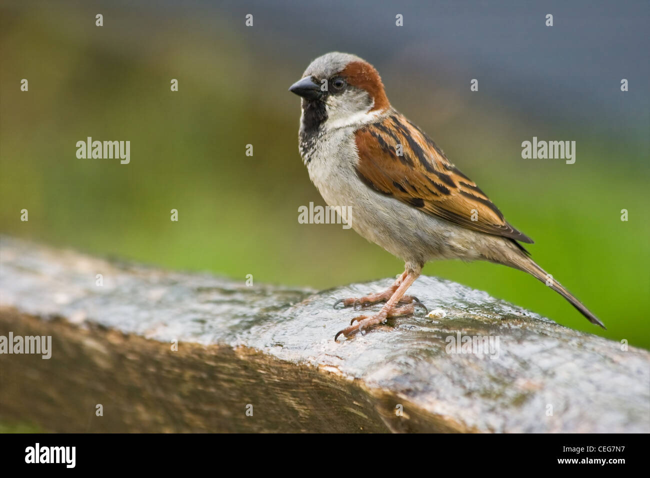 House sparrow family hi-res stock photography and images - Alamy