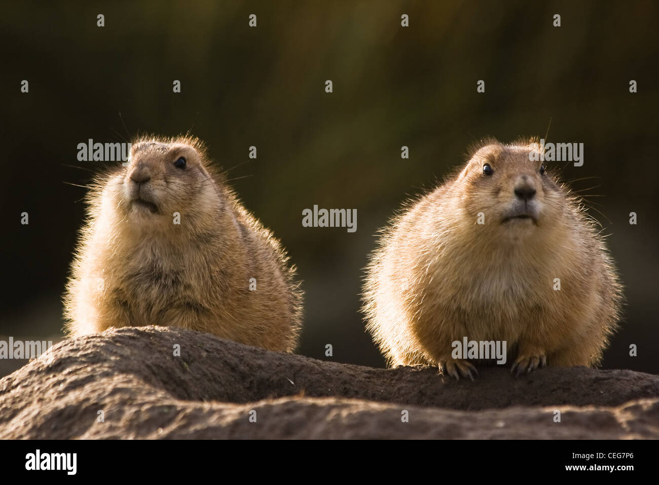 Mammals burrow underground hi-res stock photography and images - Alamy