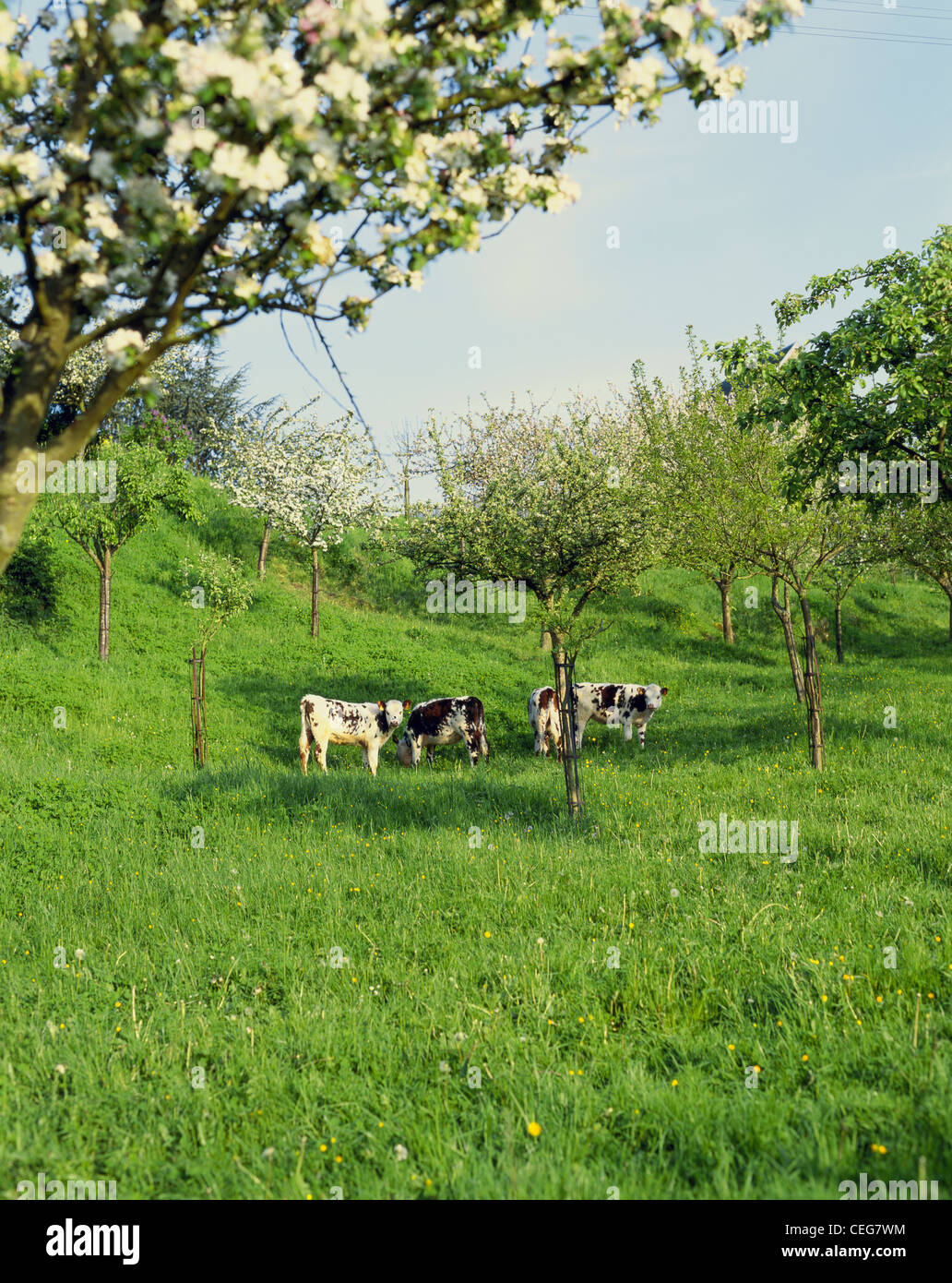 Pastoral normandy scene hi-res stock photography and images - Alamy