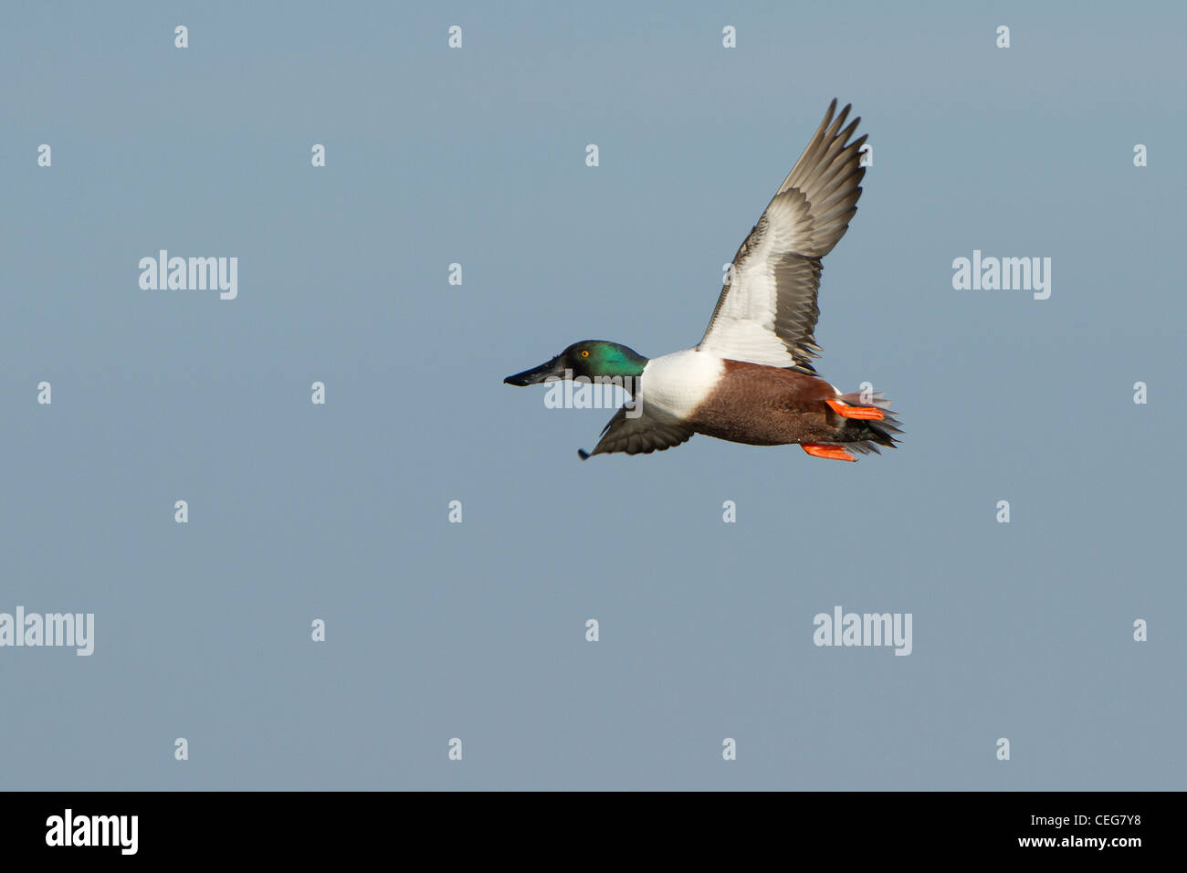 Shoveller High Resolution Stock Photography and Images - Alamy