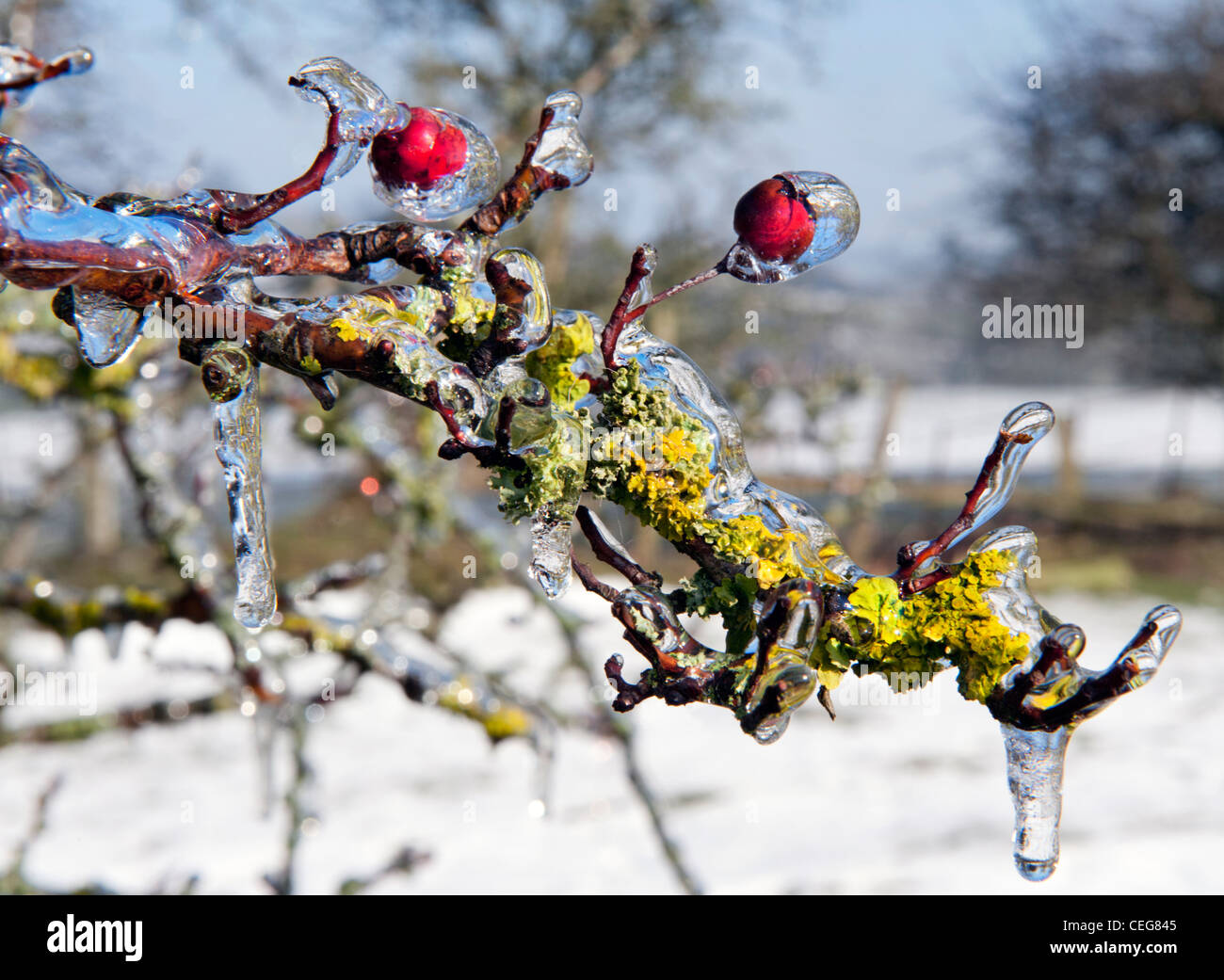 Freezing berries for the winter hi-res stock photography and images - Alamy