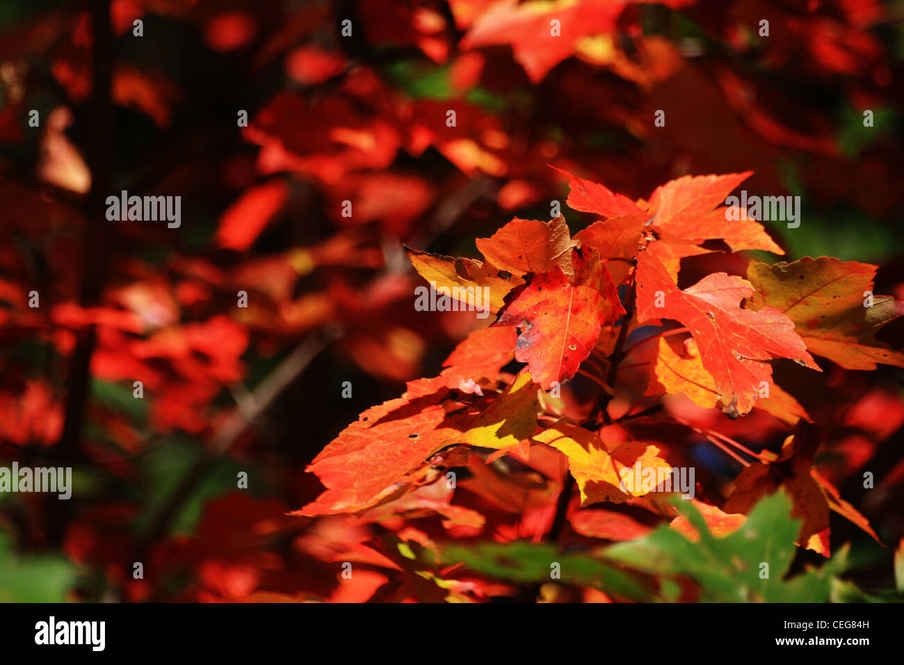 Maple leaves fall colors hi-res stock photography and images - Alamy