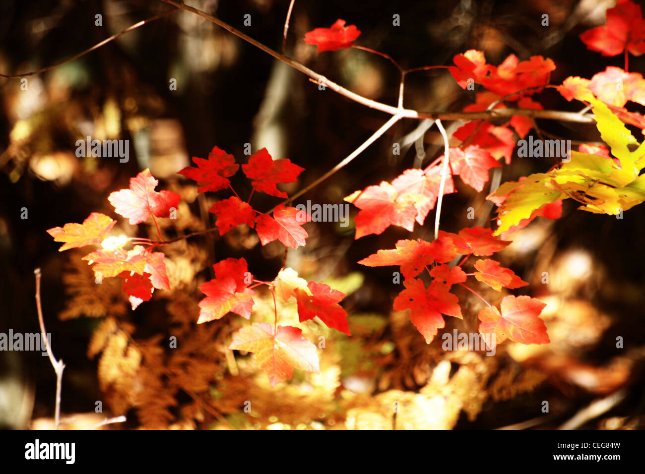 Maple leaves fall colors hi-res stock photography and images - Alamy