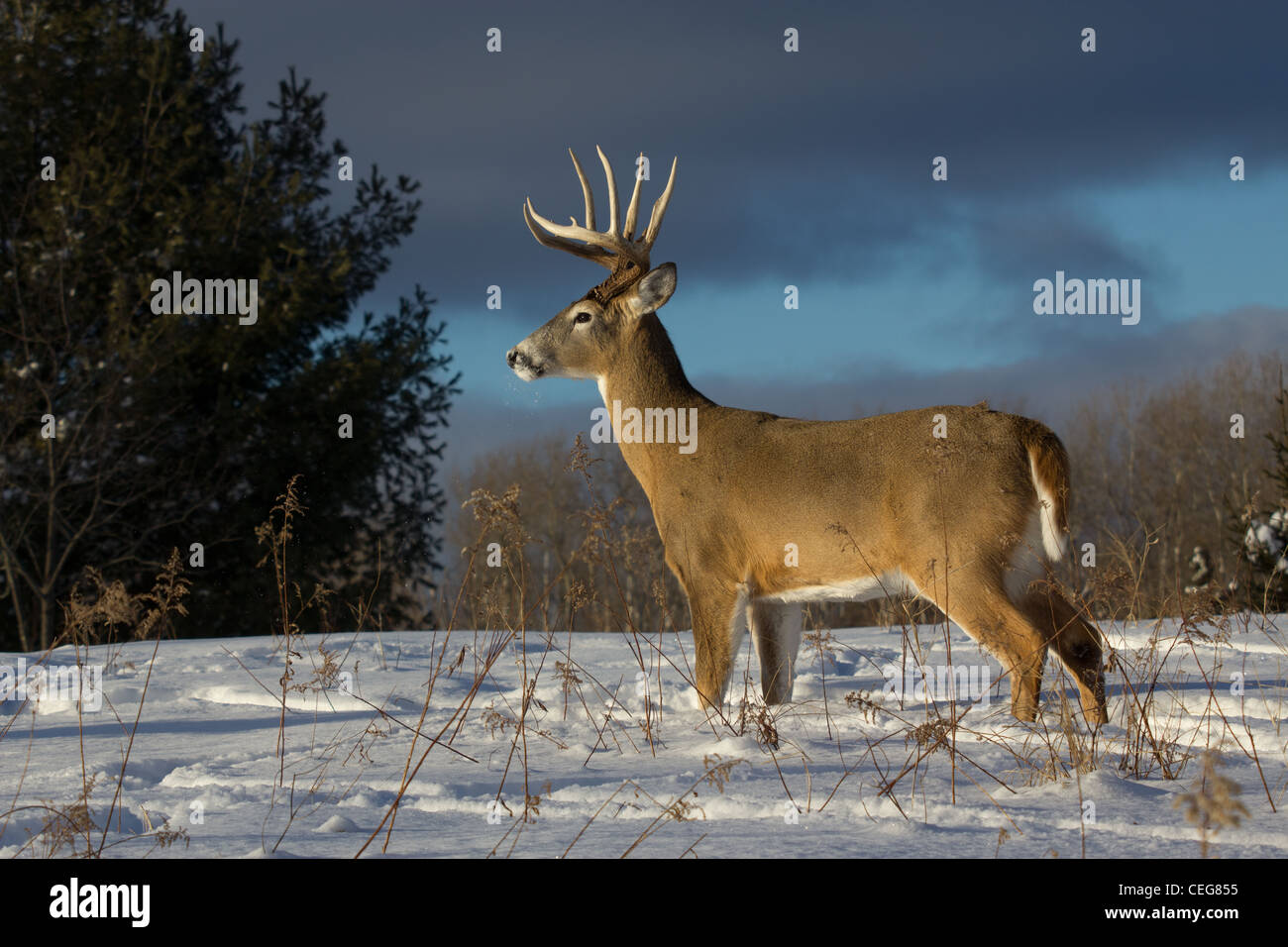 Whitetail buck hi-res stock photography and images - Alamy