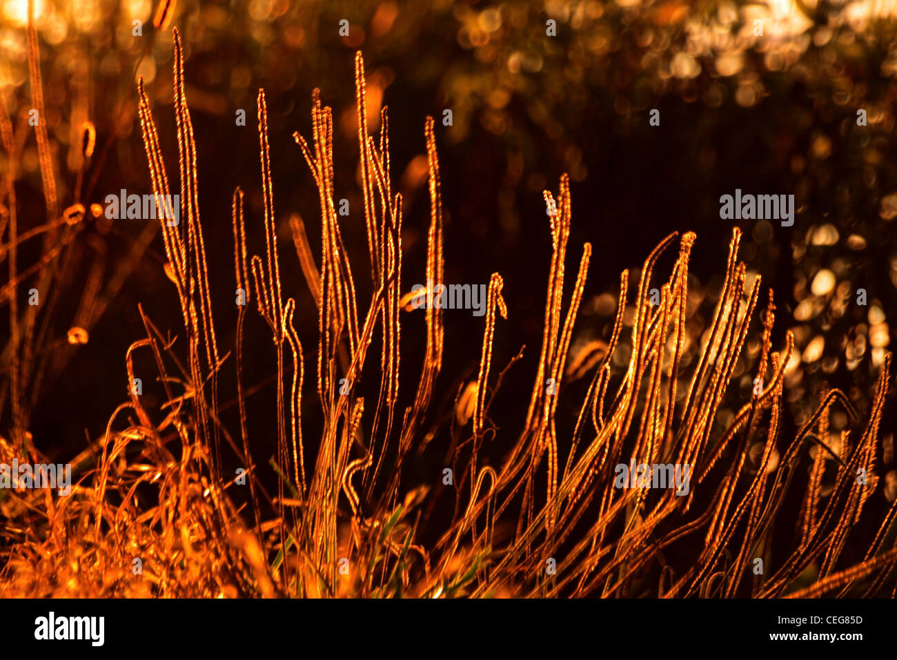 Reeds in Sunset Stock Photo - Alamy