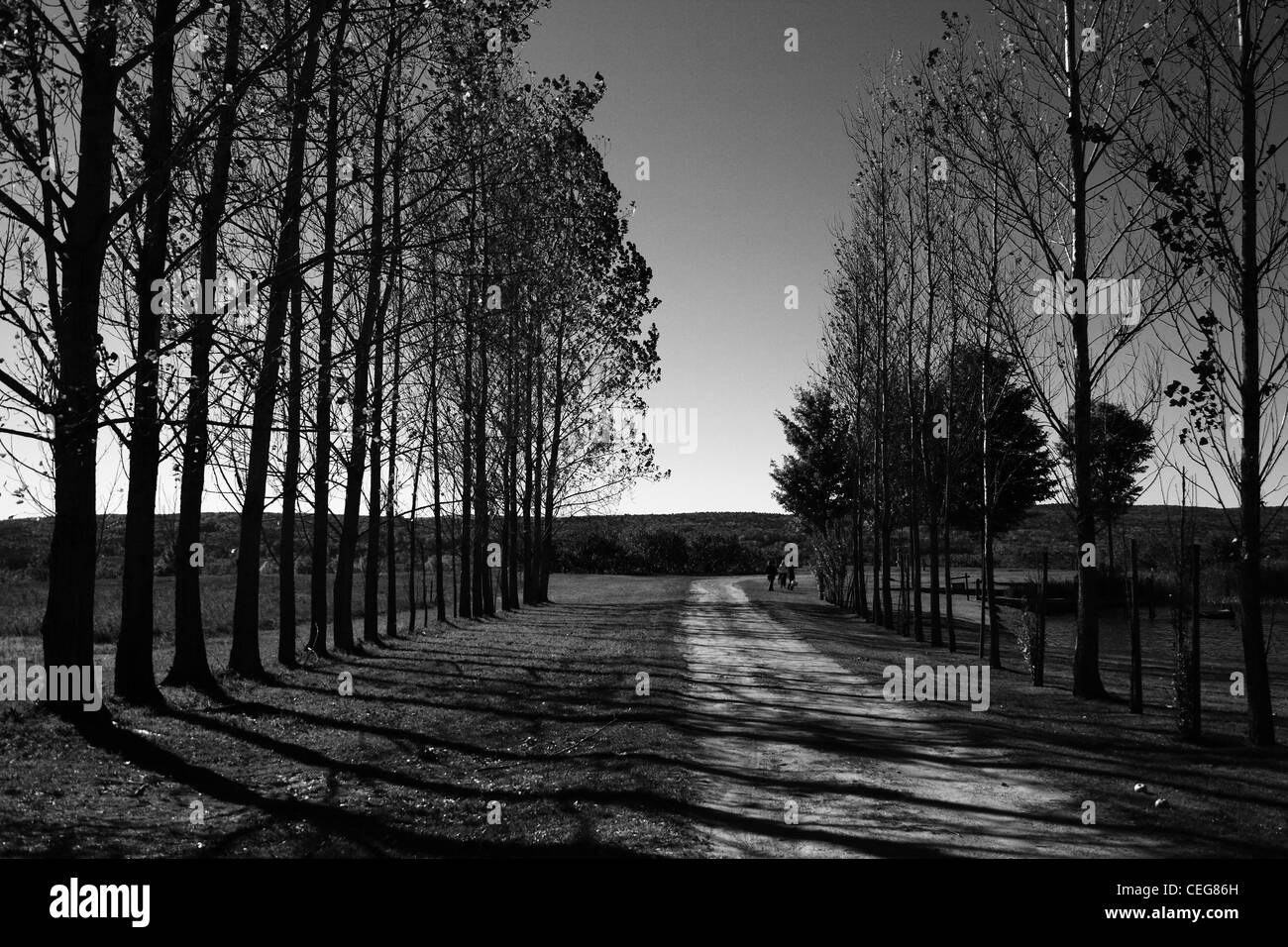 Trees in a row Stock Photo - Alamy